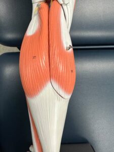 Calf Muscle Strain | Calf Muscle Strain | MYMSK | Burnley Manchester